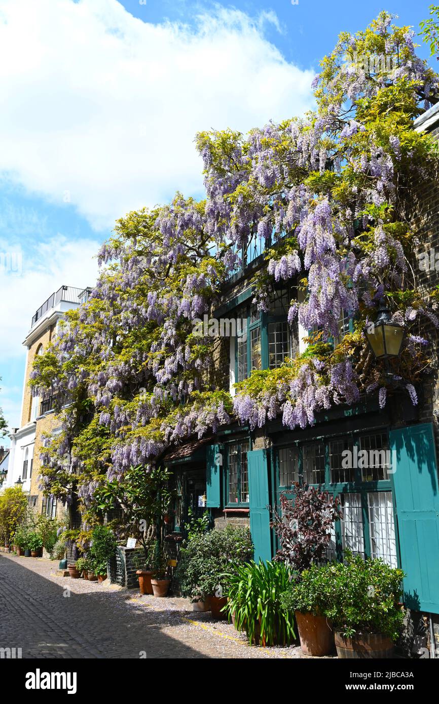 Wisteriahisteria hi-res stock photography and images - Alamy