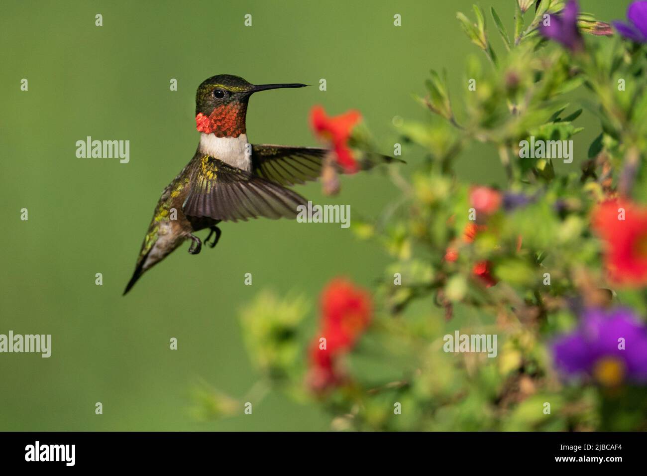 Ruby-throated Hummingbird Gathering Nectar Stock Photo - Alamy