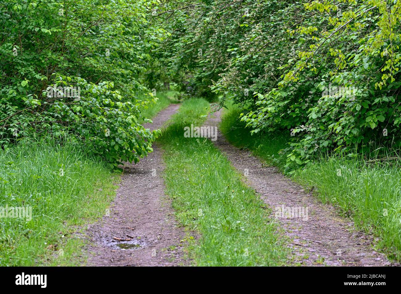 Narke forest hi-res stock photography and images - Alamy