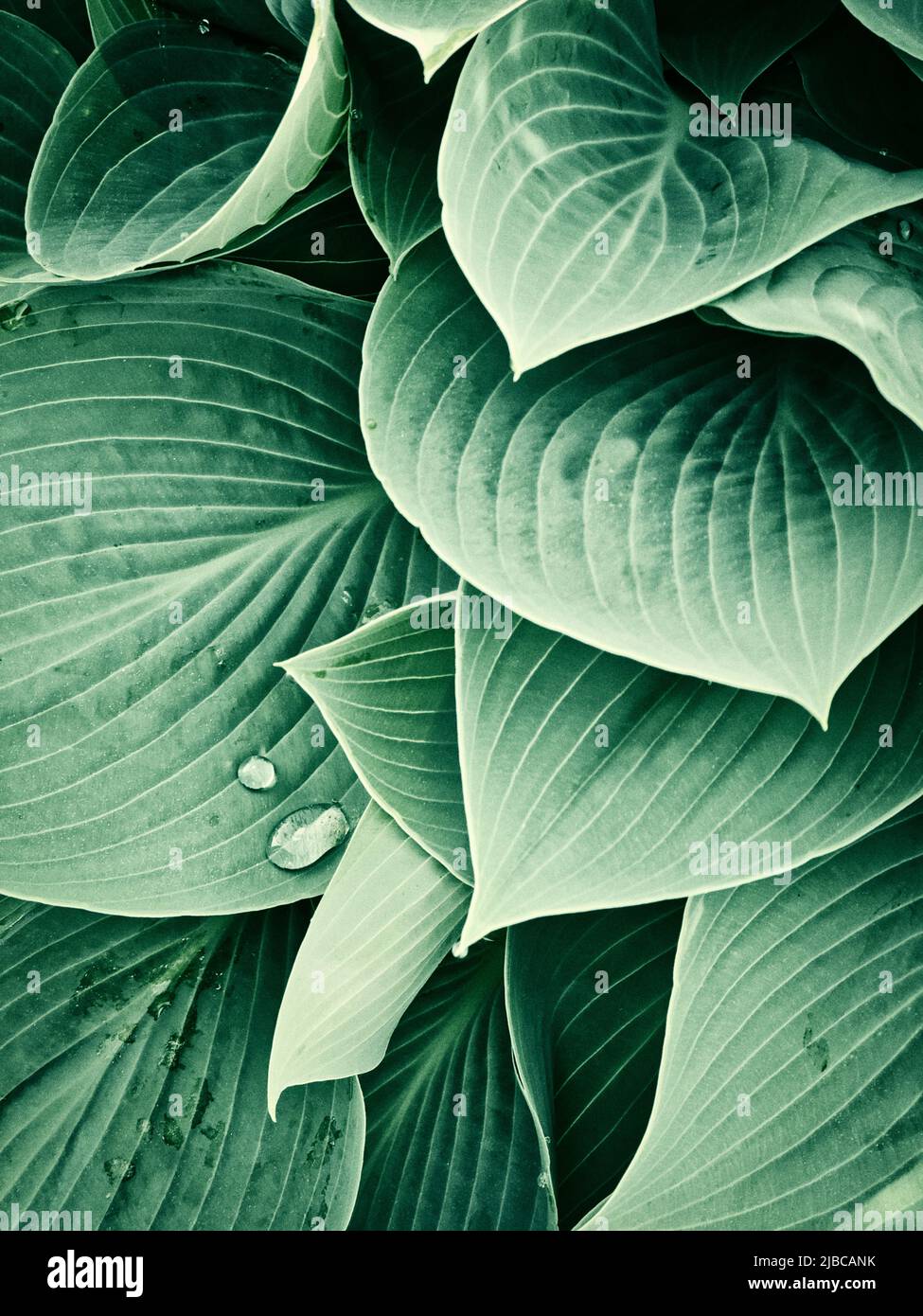 Hosta texture hi-res stock photography and images - Alamy