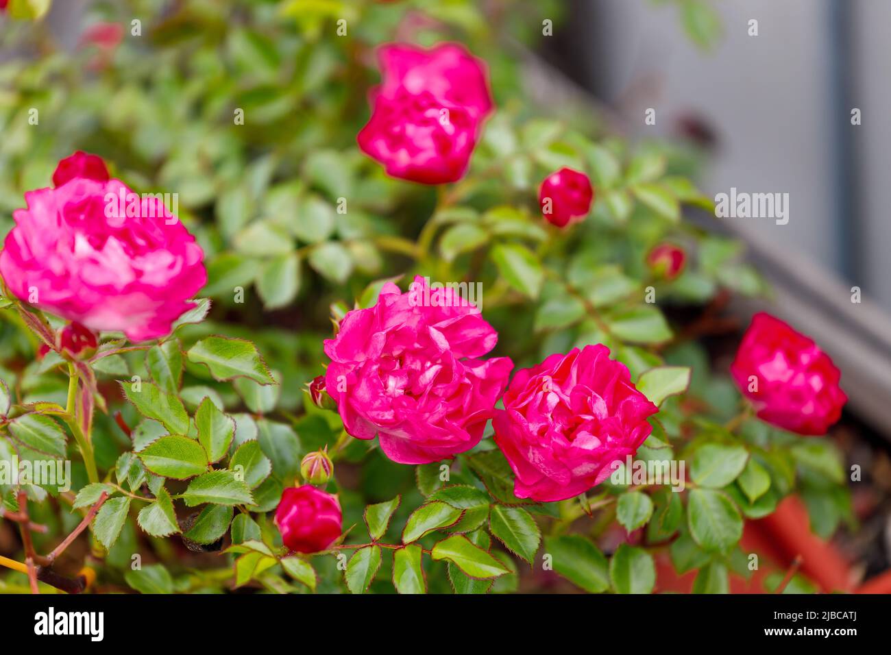 Unsharpness hi-res stock photography and images - Alamy