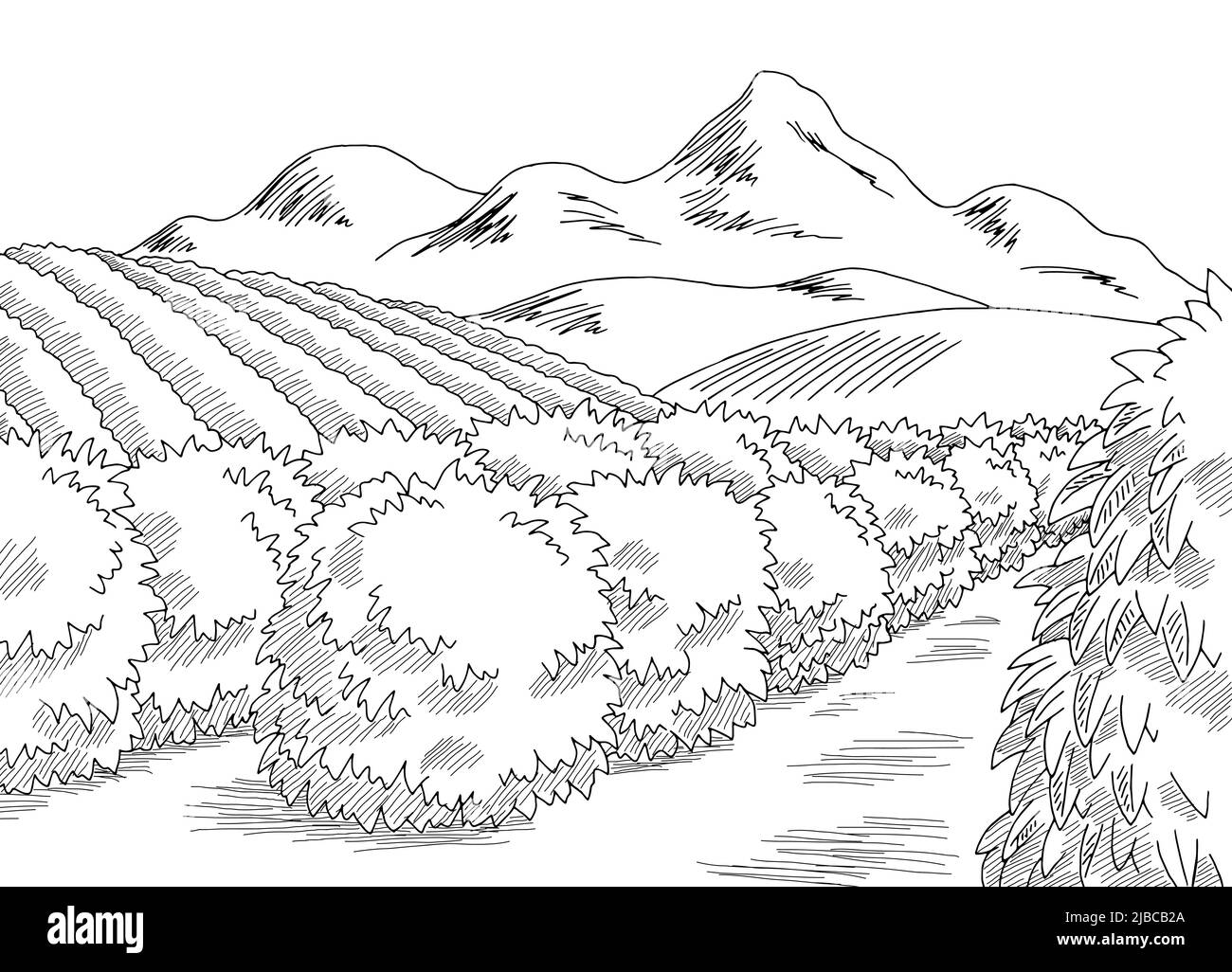 Coffee plantation graphic black white landscape sketch illustration ...