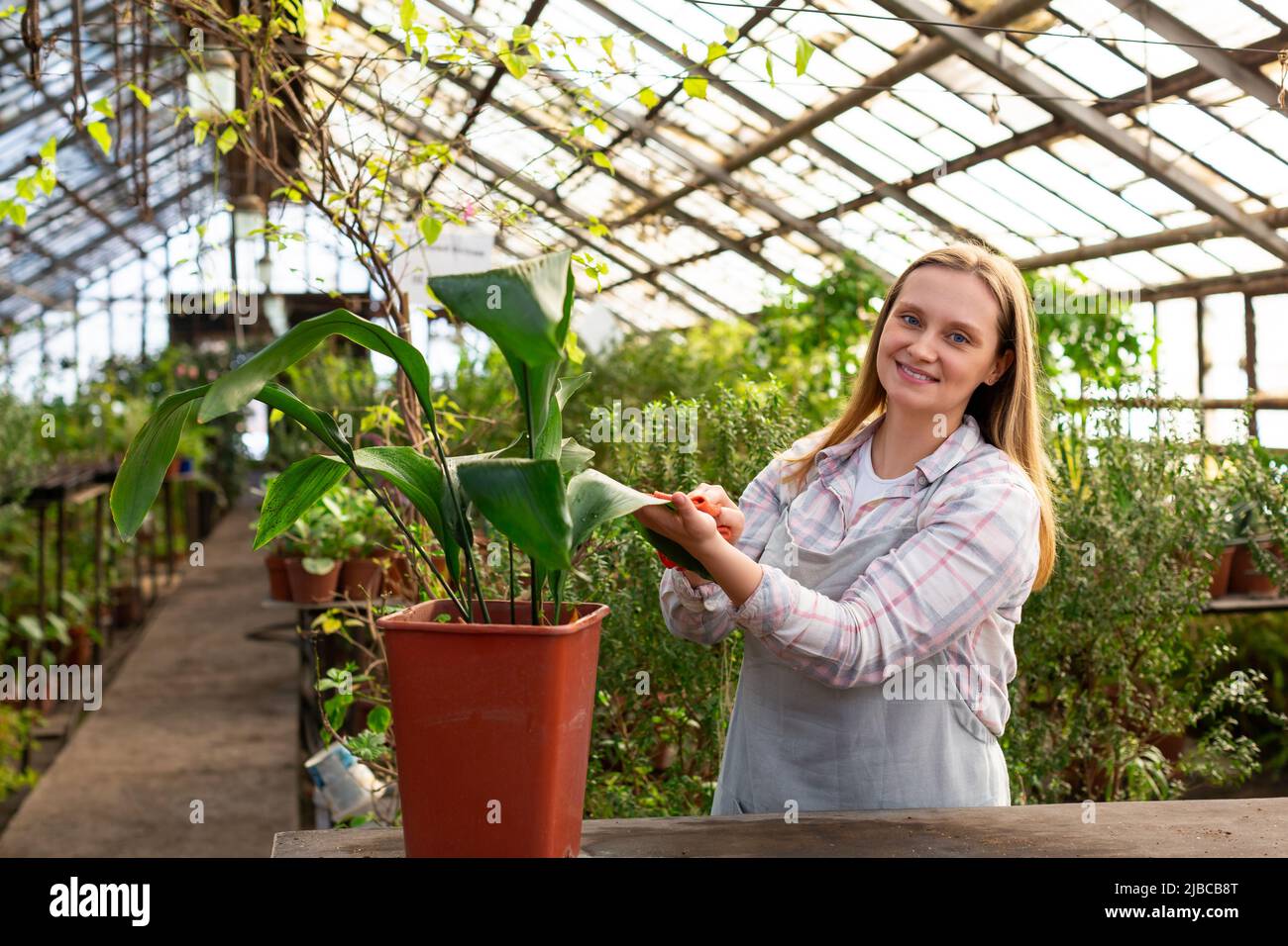 Young woman with a big green flower in a greenhouse - she looking at camera and smiling ...