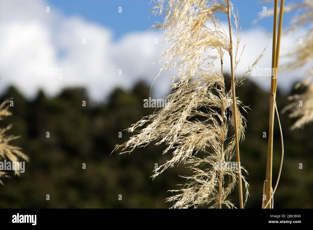 Toitoi grass hi-res stock photography and images - Alamy