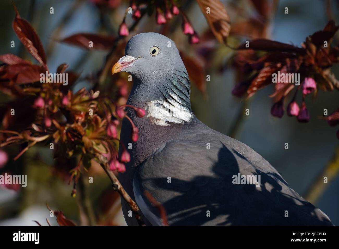 The common wood pigeon or common woodpigeon, also known as simply wood ...
