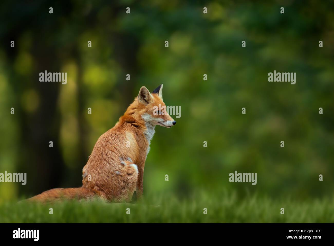 Red Fox, Vulpes vulpes, beautiful animal on green vegetation in the ...