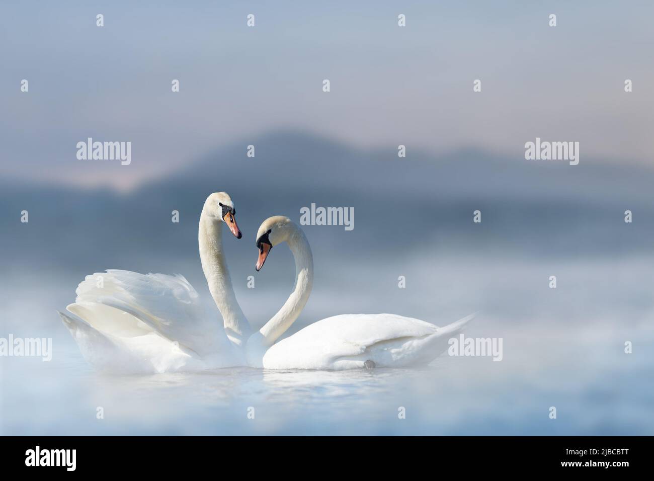 Romantic couple of swans in the lake on mountain background with fog ...