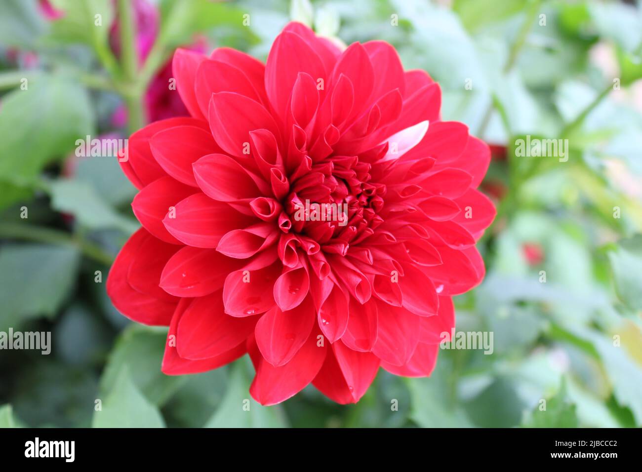 Red Dahlia beautiful flower Stock Photo - Alamy