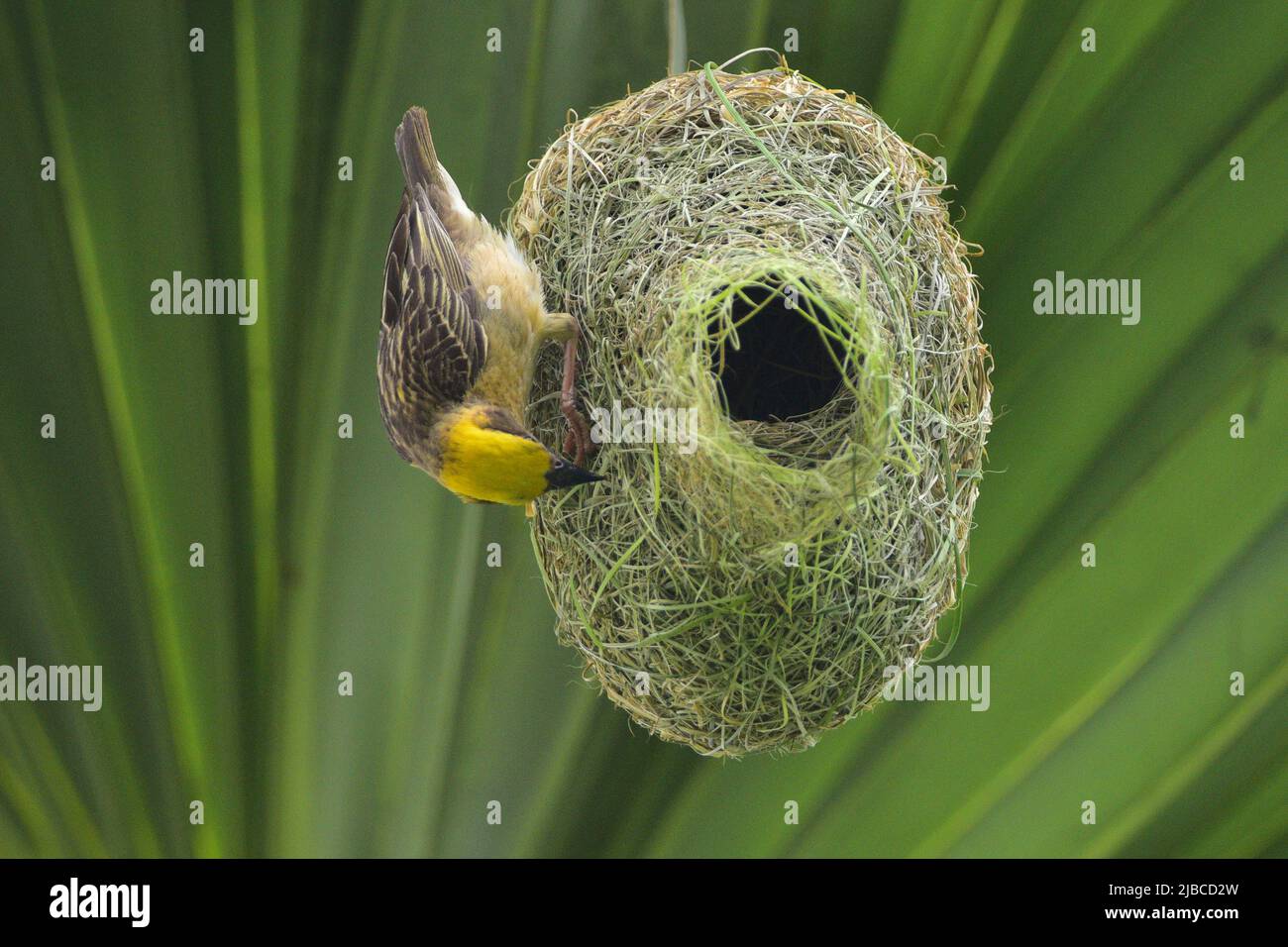 (220605) -- NAGAON, June 5, 2022 (Xinhua) -- A Baya weaver bird builds a nest in Nagaon district ...