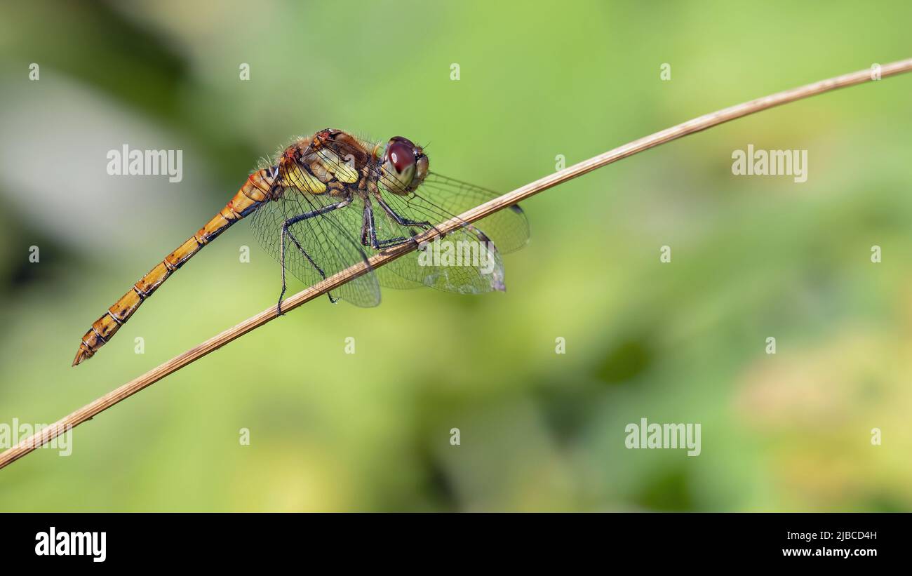 Dragonfly sitting on soft rush hi-res stock photography and images - Alamy