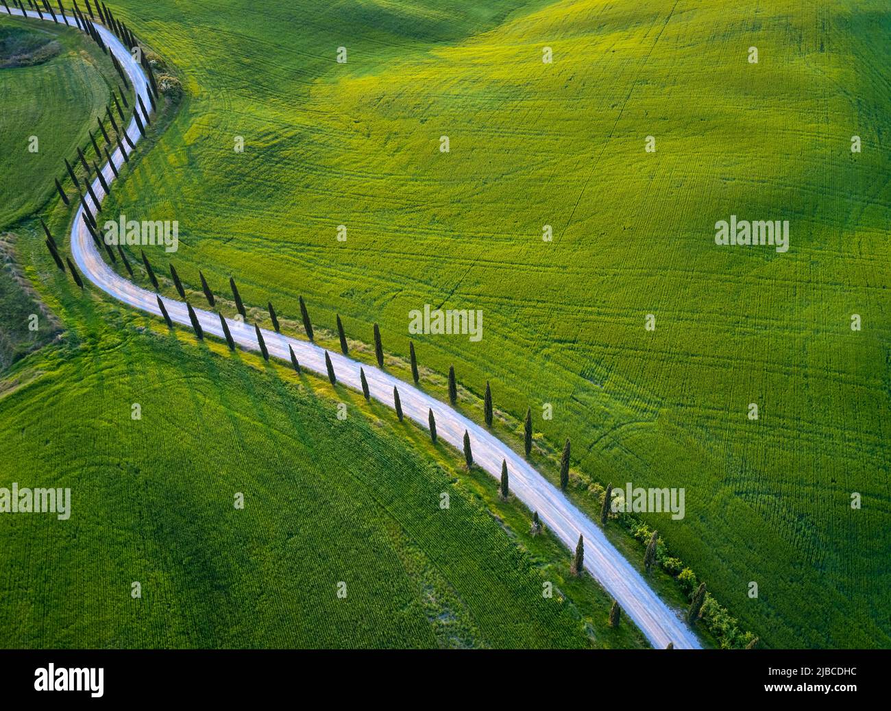Aerial view on Tuscan spring hills with cypress trees Stock Photo - Alamy