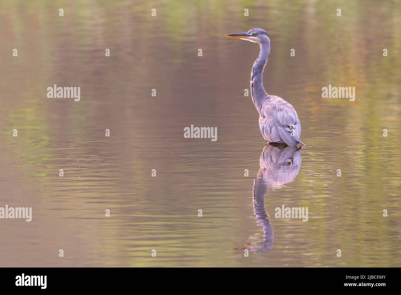 Tall standing bird hi-res stock photography and images - Alamy