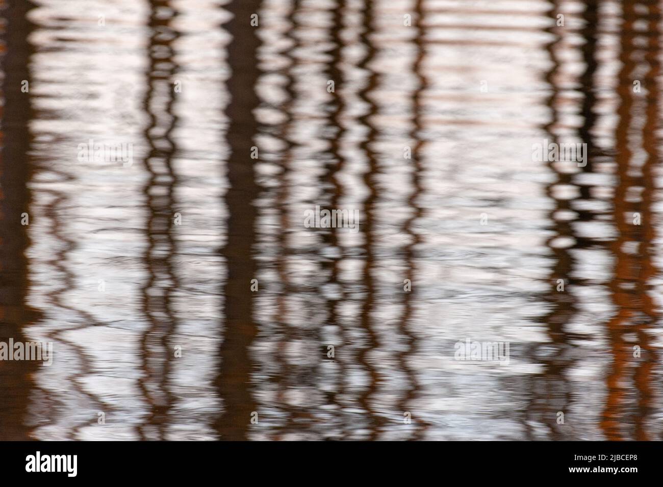 Impression of tall tree trunks reflected in Water. Image taken in East ...