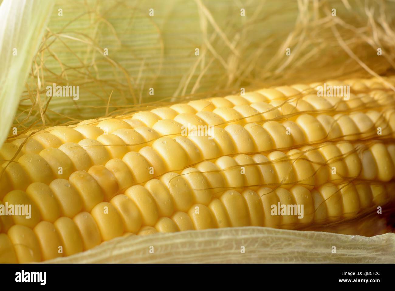 closeup view of corn or maize, popular starchy vegetable with cob and ...
