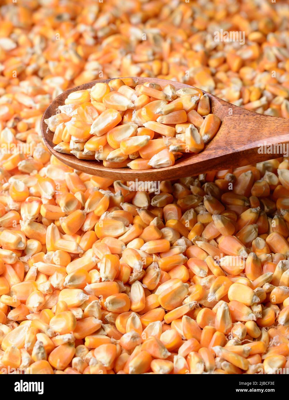 dry corn seeds in a wooden spoon, food background texture, closeup ...