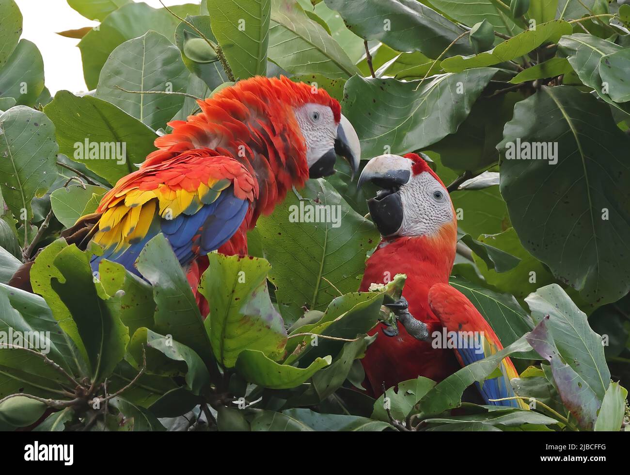 Scarlet Macaw (Ara macao macao) close-up of pair in fruiting tree ...