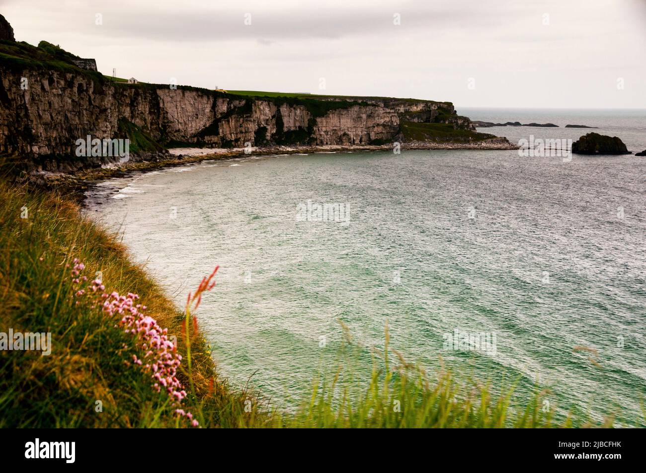 Ulster white limestone cliffs and thrift wildflowers along the Antrim ...