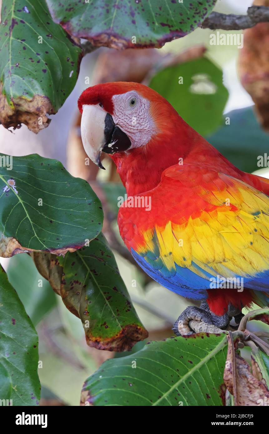 Scarlet Macaw (Ara macao macao) close-up of adult feeding in fruiting ...