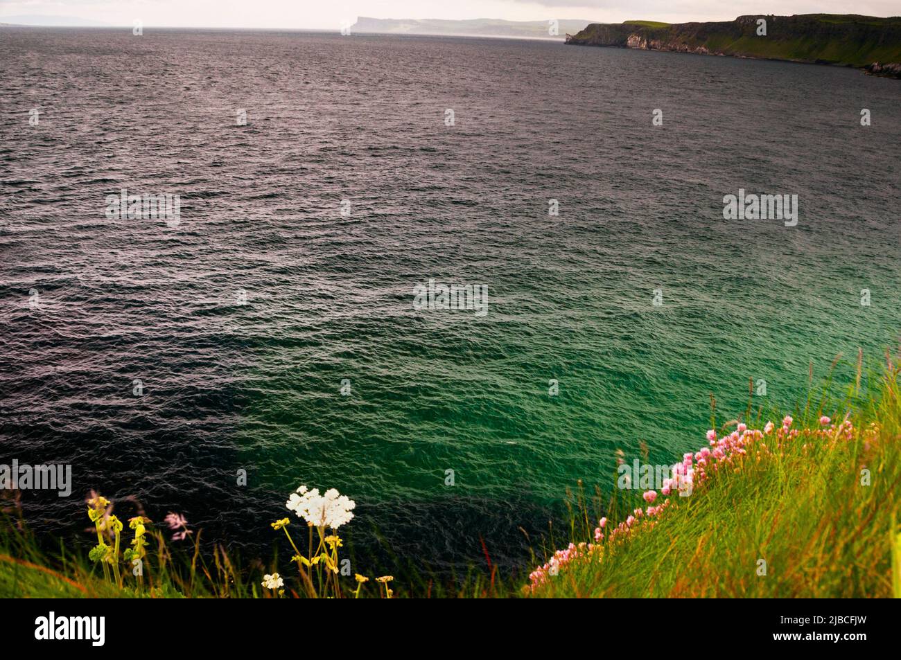 Sea cliffs and sea thrift on the cliff walk on the Antrim Coast in ...