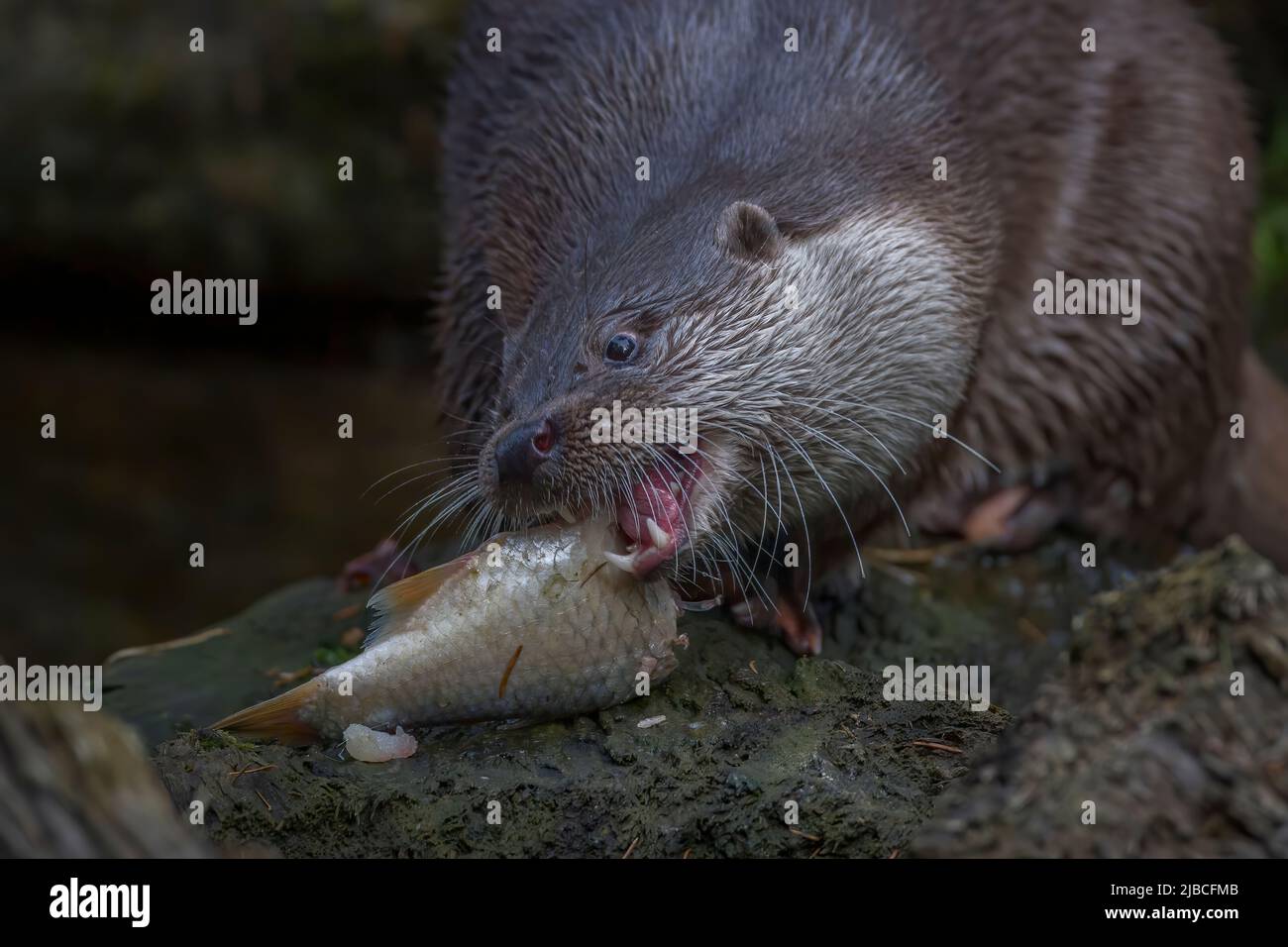 Otter with fish Stock Photo - Alamy