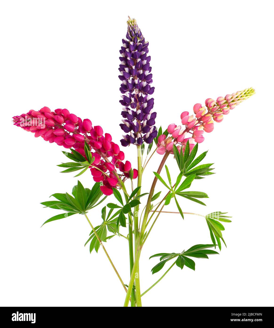 Lupine flowers isolated on white background. Bouquet of colorful ...