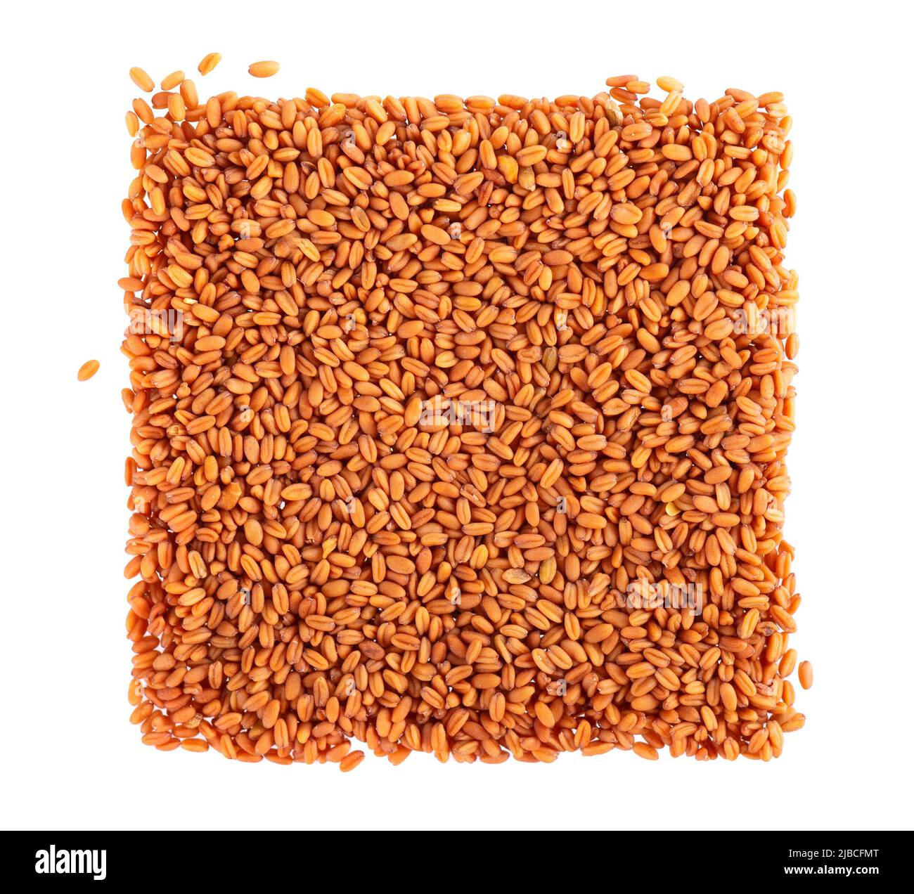 Camelina sativa seeds isolated on white background. Seeds of camelina ...