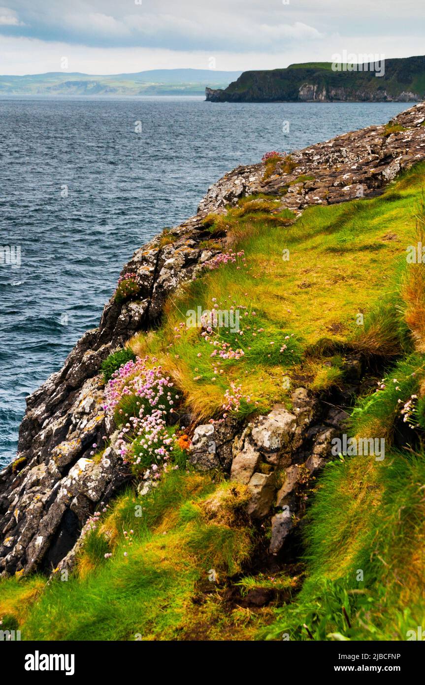 Pink thrift cling to rock coast cliffs on the Antrim Coast in Northern ...