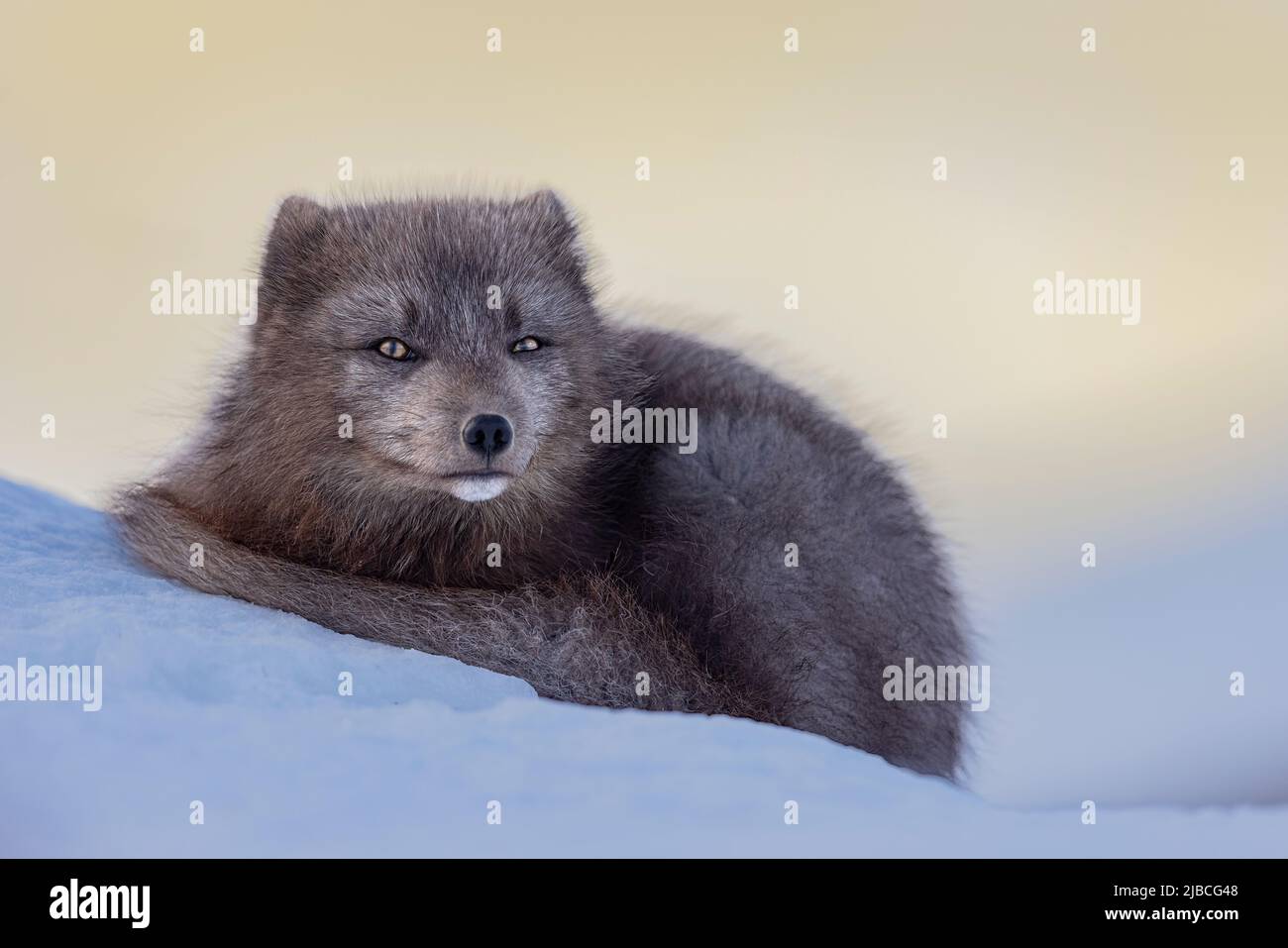 Arctic Fox enjoying the snow in Hornstrandir Nature Reserve, Iceland Stock Photo - Alamy