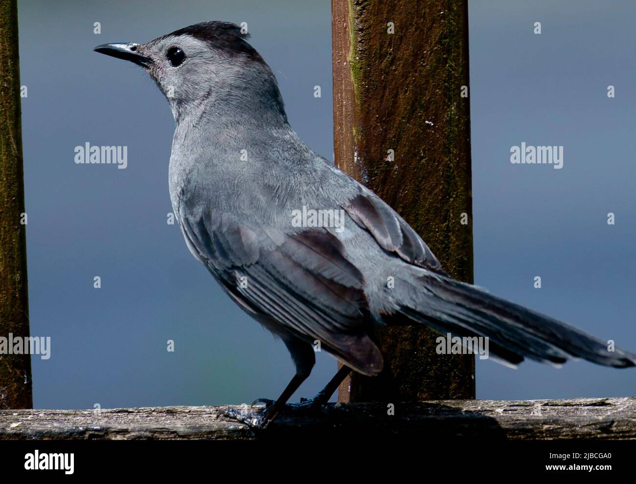Gray Catbird on the deck Stock Photo - Alamy
