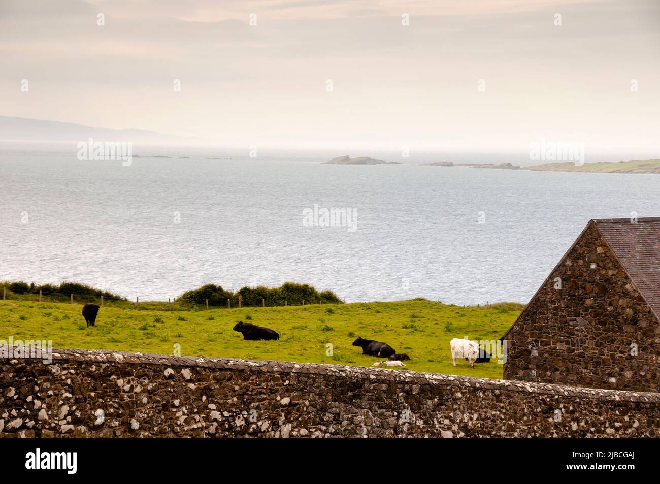 Cows graze beside the romantic ruins of Dunluce Castle in Northern ...