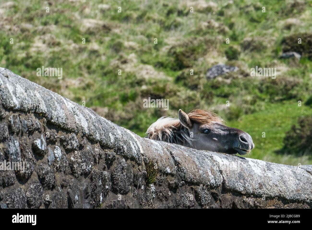 Dartmoor Pony scratching his neck on the stone of a bridge Stock Photo ...