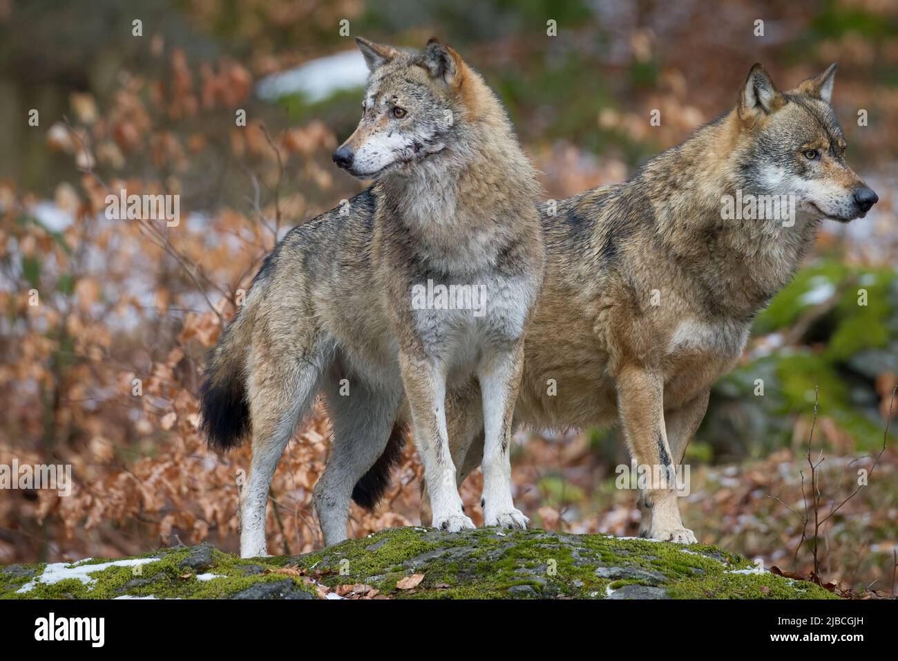 Common wolves hi-res stock photography and images - Alamy