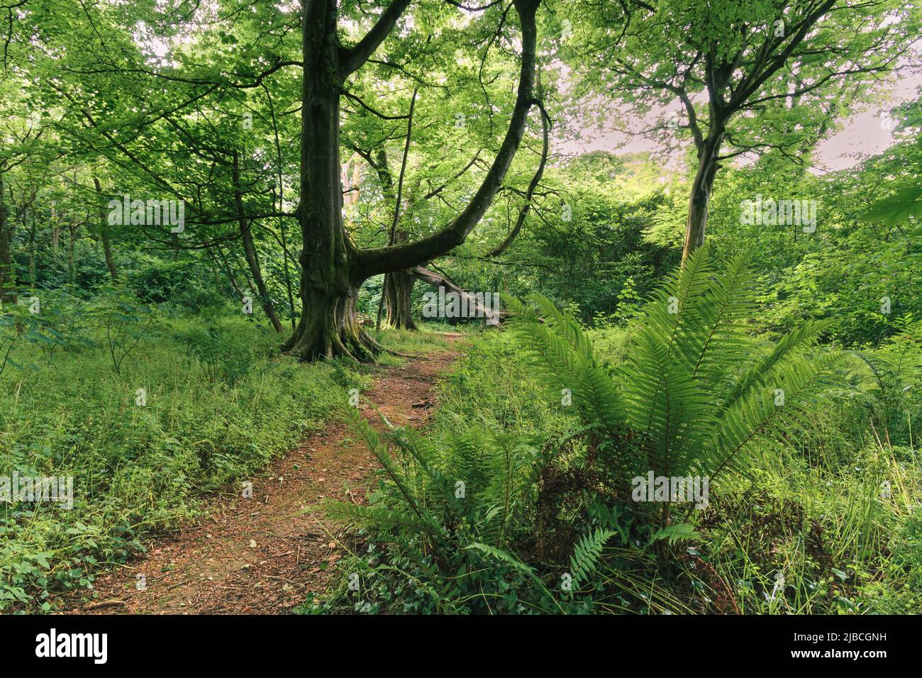 North cliff woods in spring, dry underfoot with diffused mid-morning ...