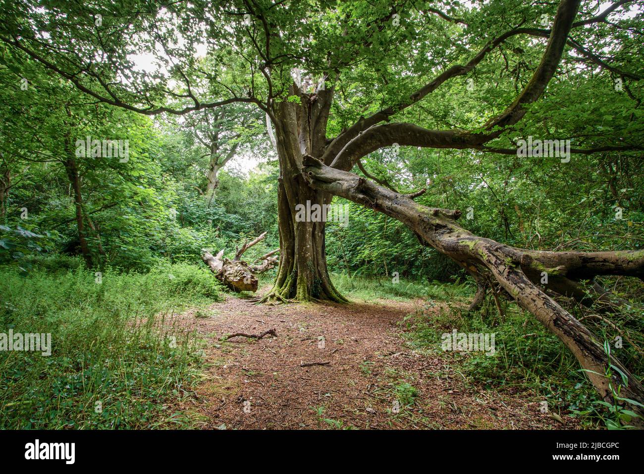 North cliff woods in spring, dry underfoot with diffused mid-morning ...