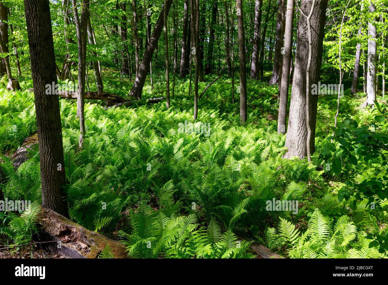 The ostrich fern ( Matteuccia struthiopteris) in the spring forest ...