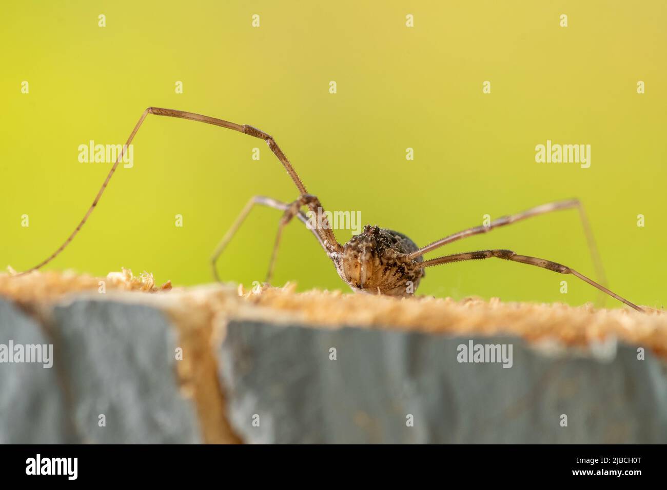 Long legged spider macro photo on top of a wood chop Stock Photo - Alamy