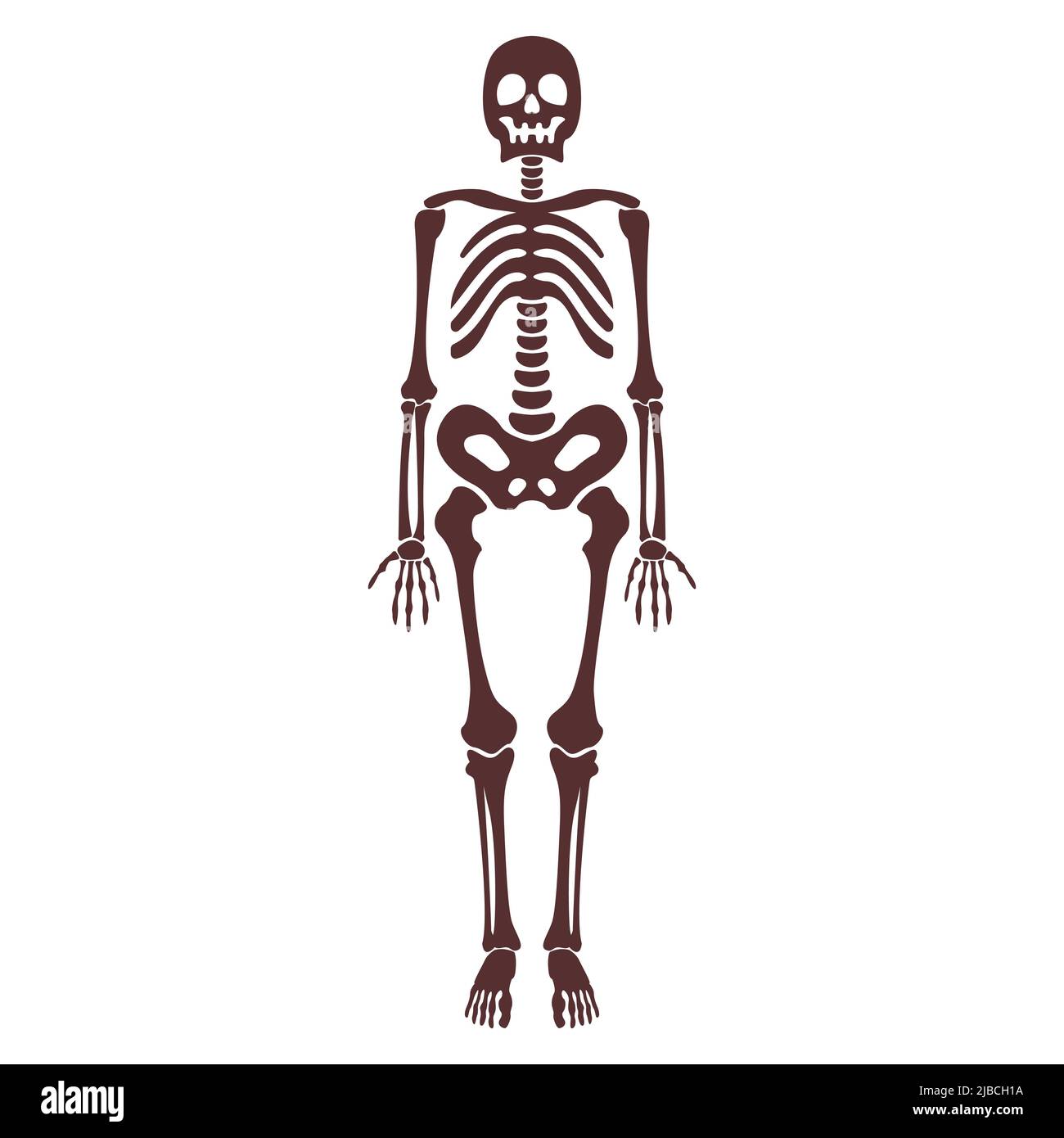 Cartoon brown human skeleton vector isolated object Stock Vector Image ...