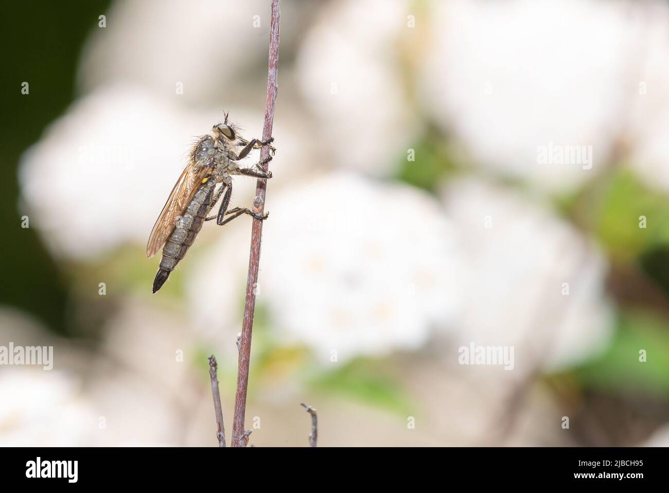 Robber fly (Asilidae) on a plant macro photo Stock Photo - Alamy