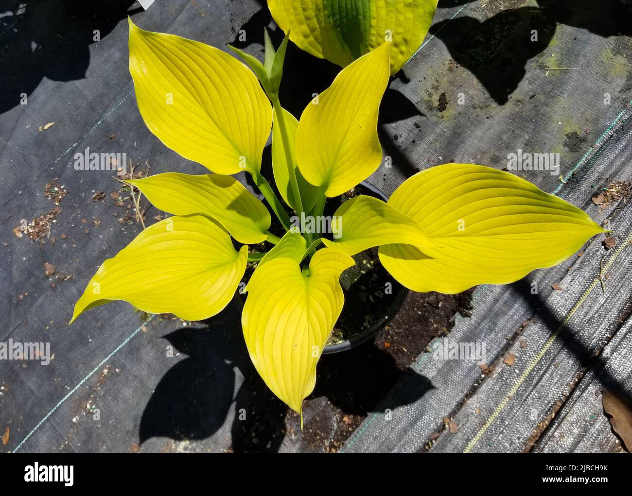 Beautiful leaves of Age of Gold Hosta, a perennial plant Stock Photo ...