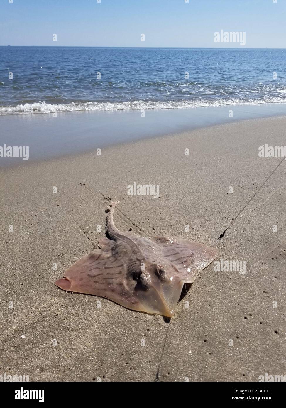 A pink dotted stingray on the beach being caught and released Stock ...