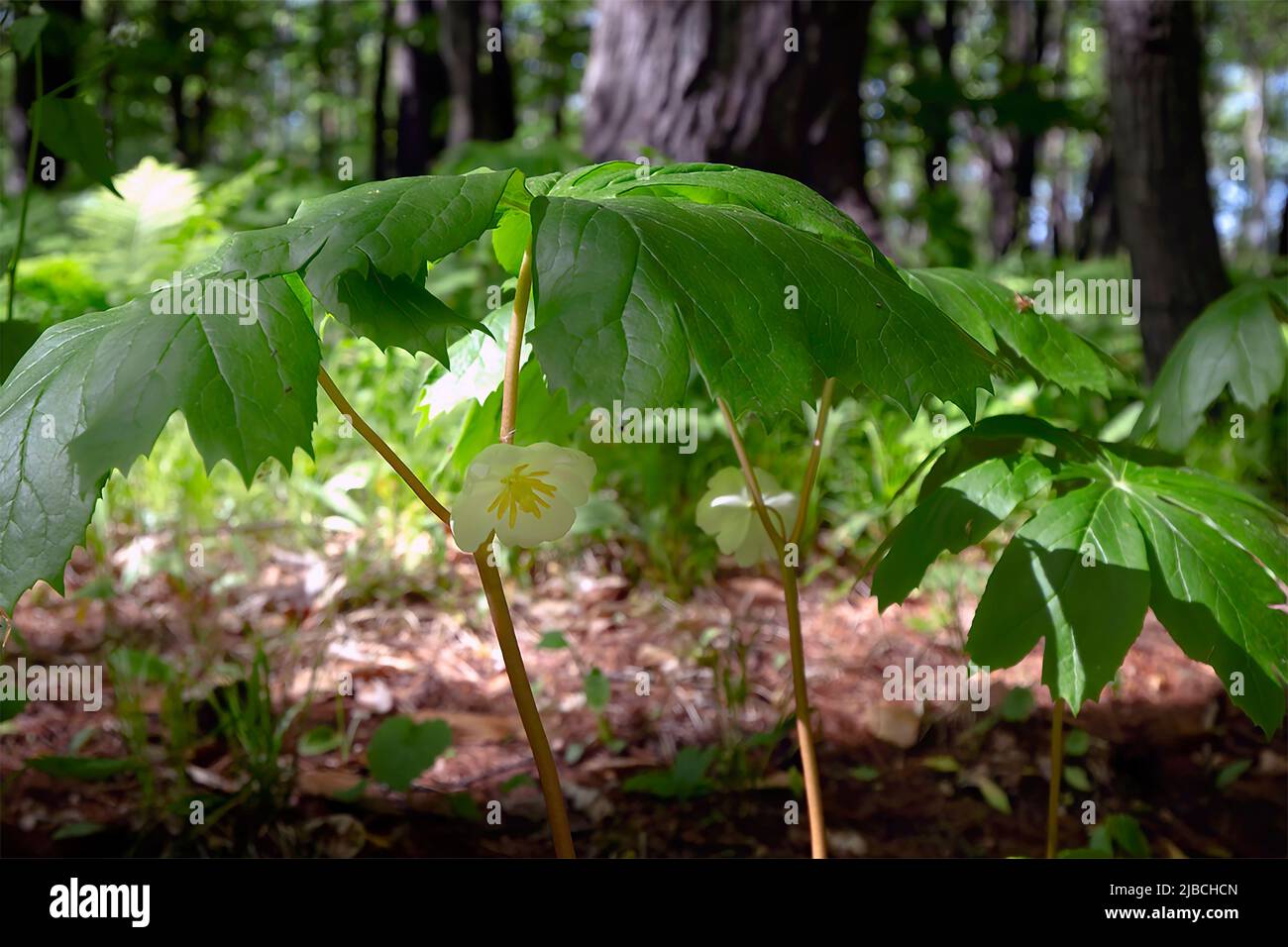 Mayapple (Podophyllum peltatum) Mayapples are native plants that grow ...