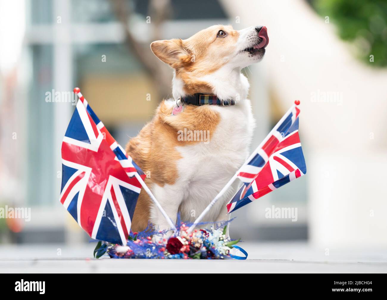 Lilly the Corgi dog enjoys the Royal Pooch Party, celebrating the Queen ...