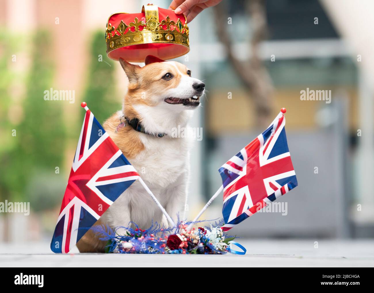 Lilly the Corgi dog enjoys the Royal Pooch Party, celebrating the Queen ...