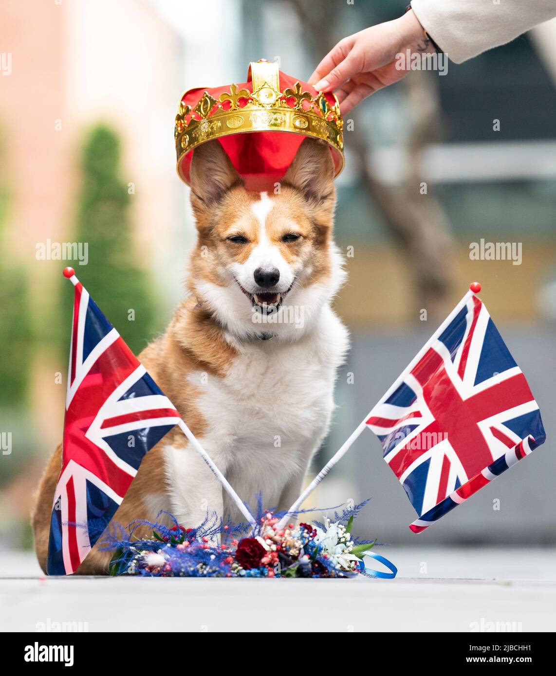 Lilly the Corgi dog enjoys the Royal Pooch Party, celebrating the Queen ...