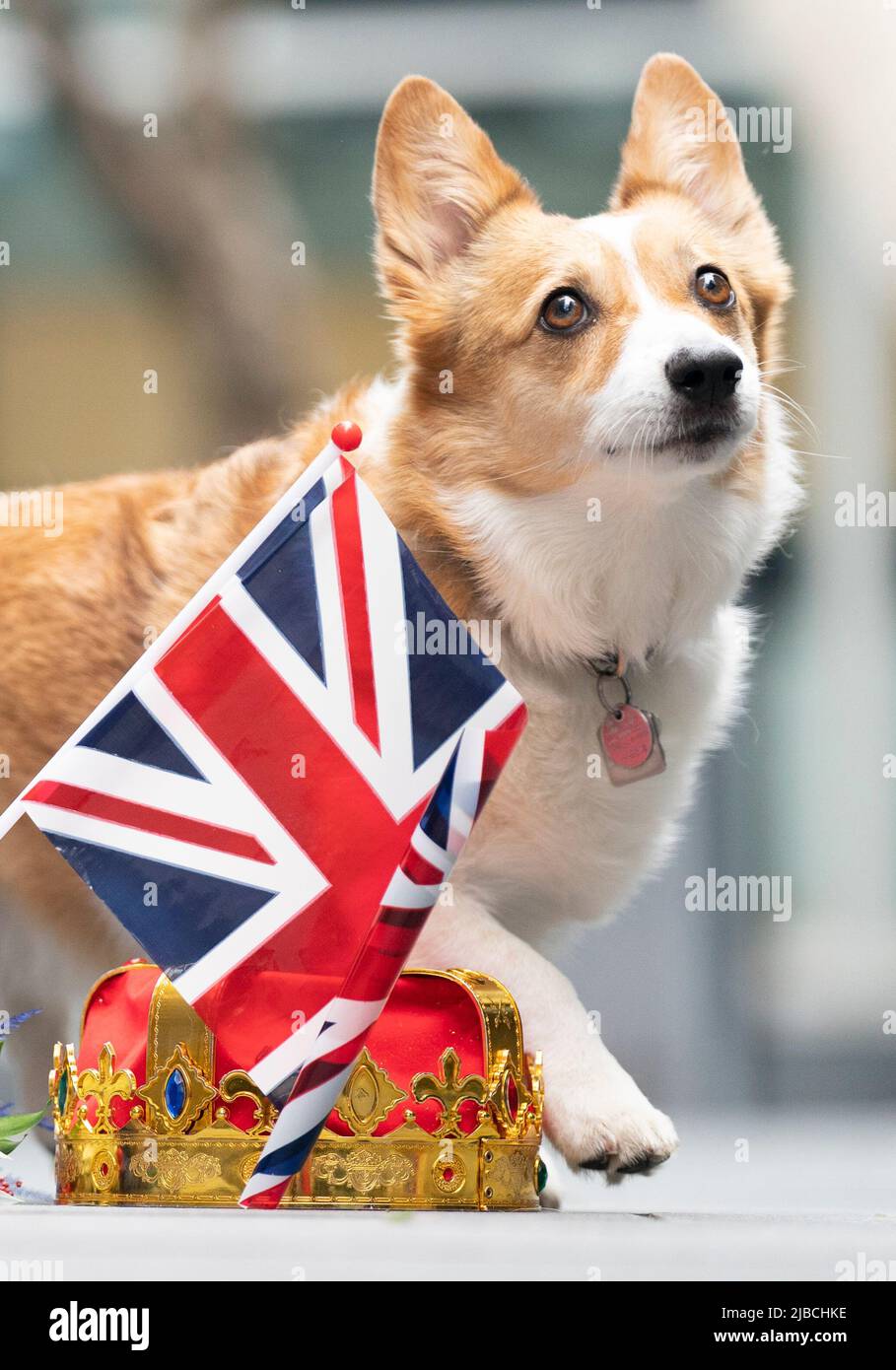 Lilly the Corgi dog enjoys the Royal Pooch Party, celebrating the Queen ...
