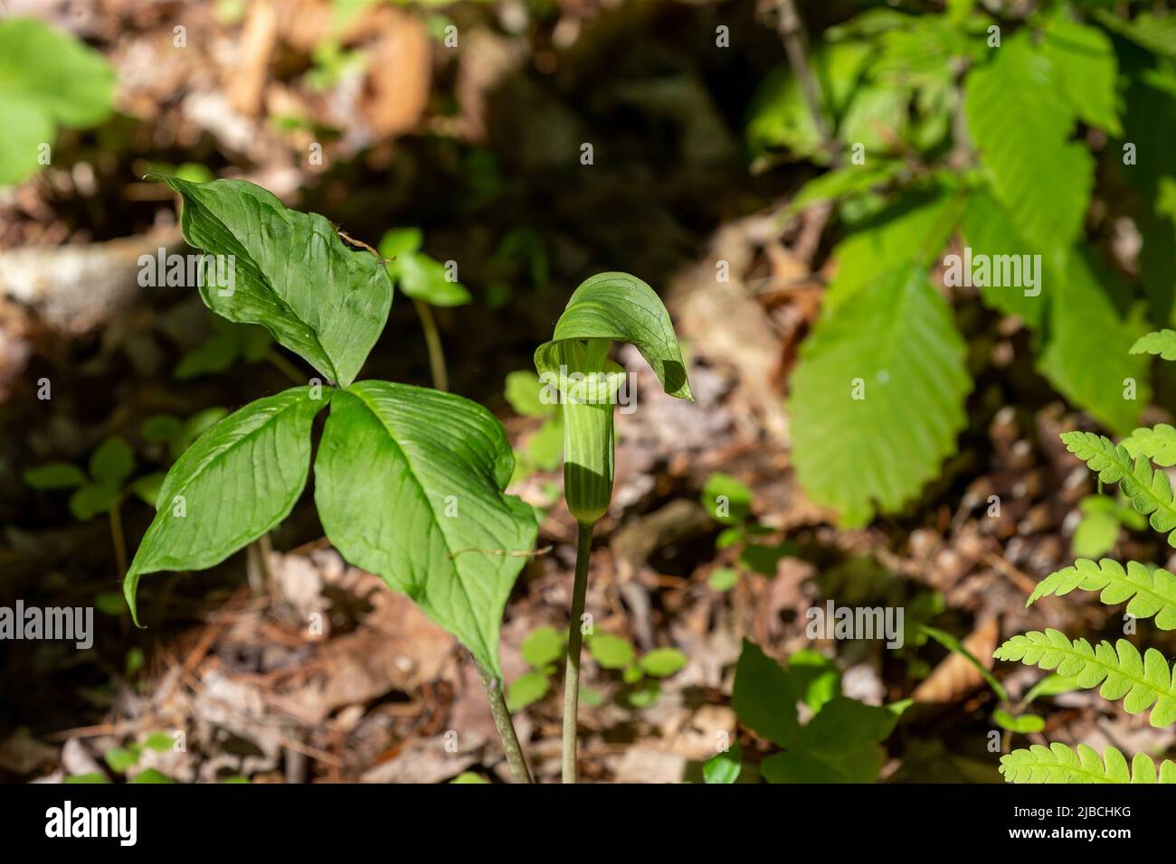 Jack in the Pulpit (Arisaema triphyllum). Native hardy northern plant ...