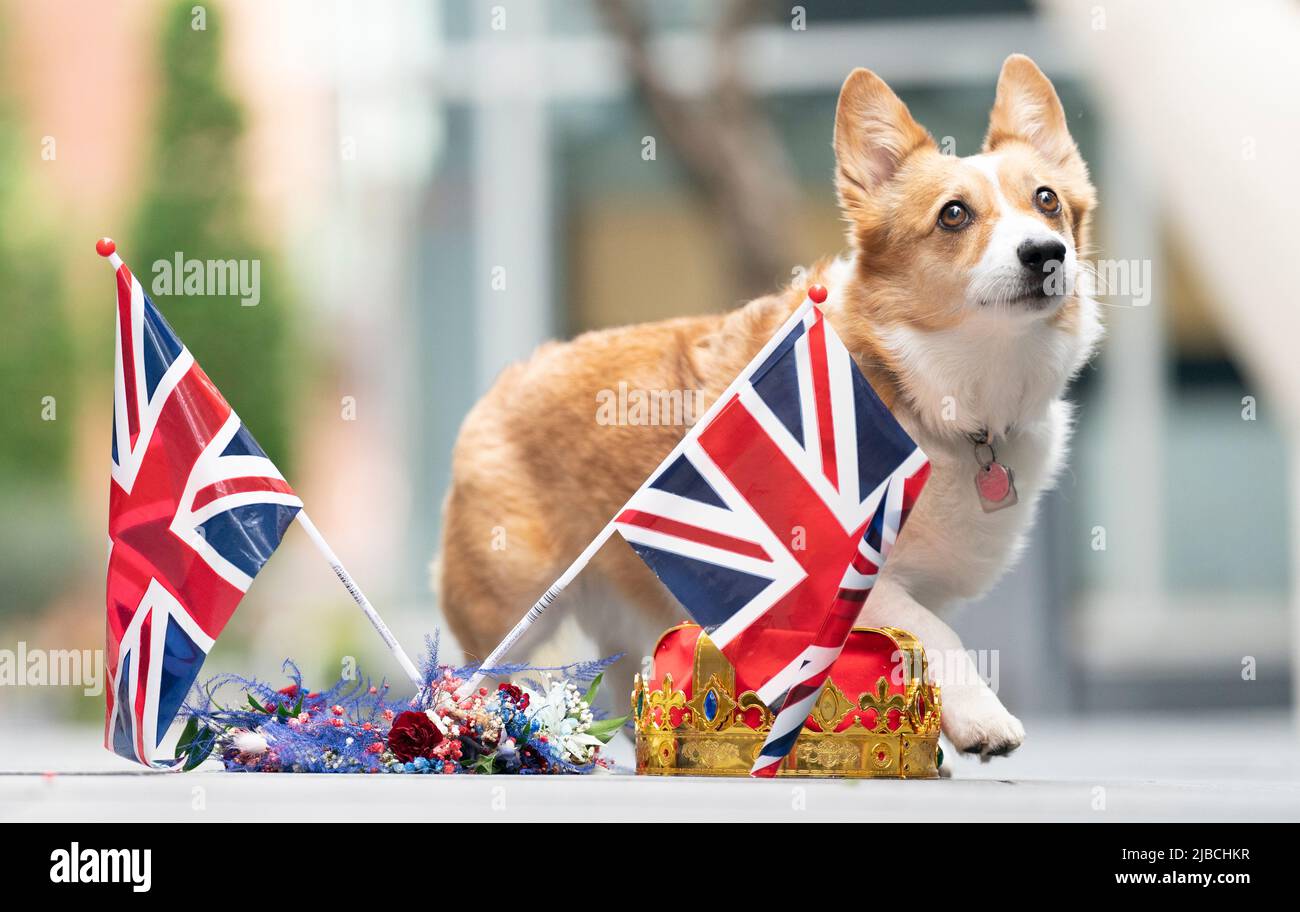 Lilly the Corgi dog enjoys the Royal Pooch Party, celebrating the Queen ...