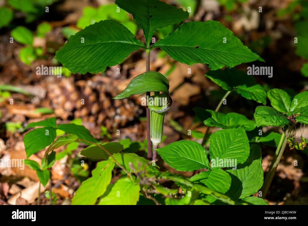 Jack in the Pulpit (Arisaema triphyllum). Native hardy northern plant ...