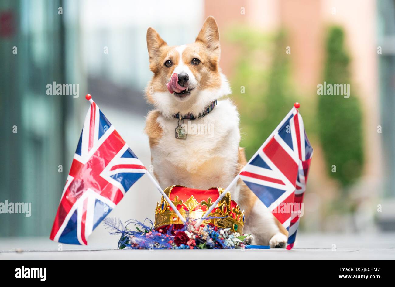 Lilly the Corgi dog enjoys the Royal Pooch Party, celebrating the Queen ...
