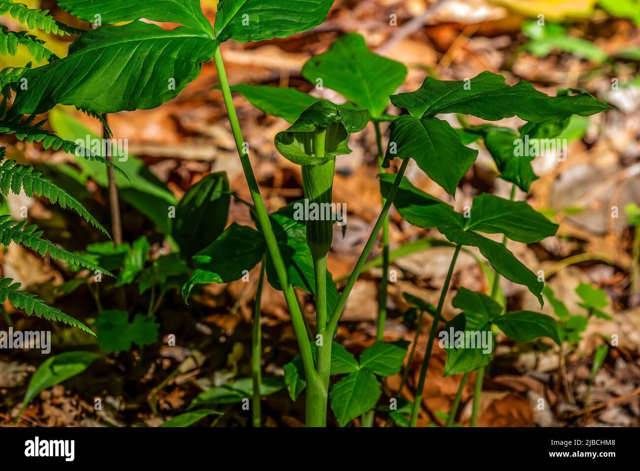 Jack in the Pulpit (Arisaema triphyllum). Native hardy northern plant ...